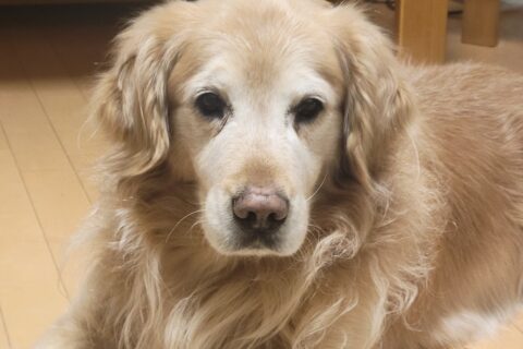 PROJECT TOMBOY｜石川県金沢市のオリジナルトライク専門メーカー